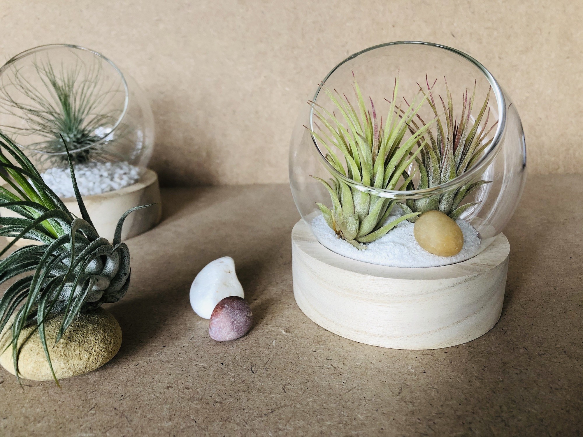 Qué necesitan las plantas para vivir - Egoi Plants